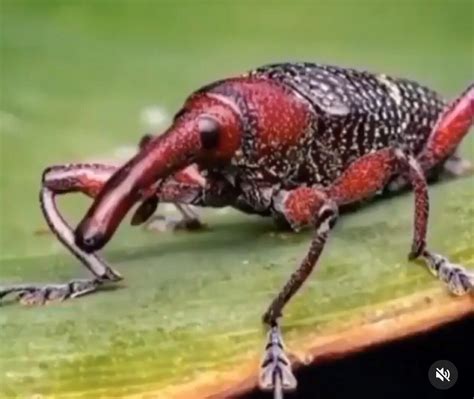 Wth Is This Bug Its A Meme And Idk Why But What It Is Rweeviltime