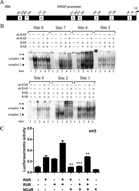 Rar And Rxr Are Interacting With Several Dna Elements Of The Pedf Gene