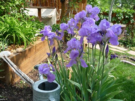 Loris Garden The Fantastic Double Bearded Iris