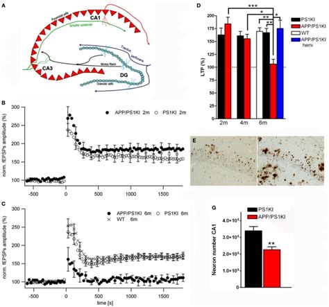 Intracellular Accumulation Of Amyloid Beta A Predictor For Synaptic Dysfunction And Neuron