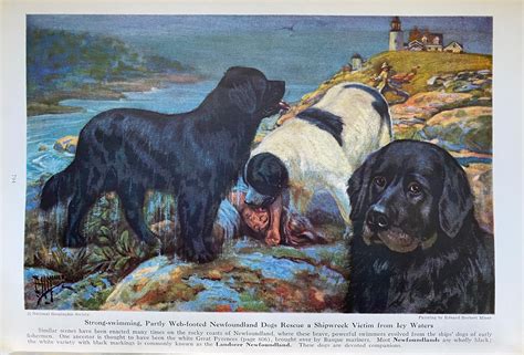 The Ephemeral Feature Stories In Periodicals With Newfoundland Dogs