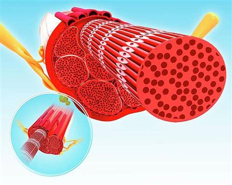 Sarcoplasm Art For Sale Pixels