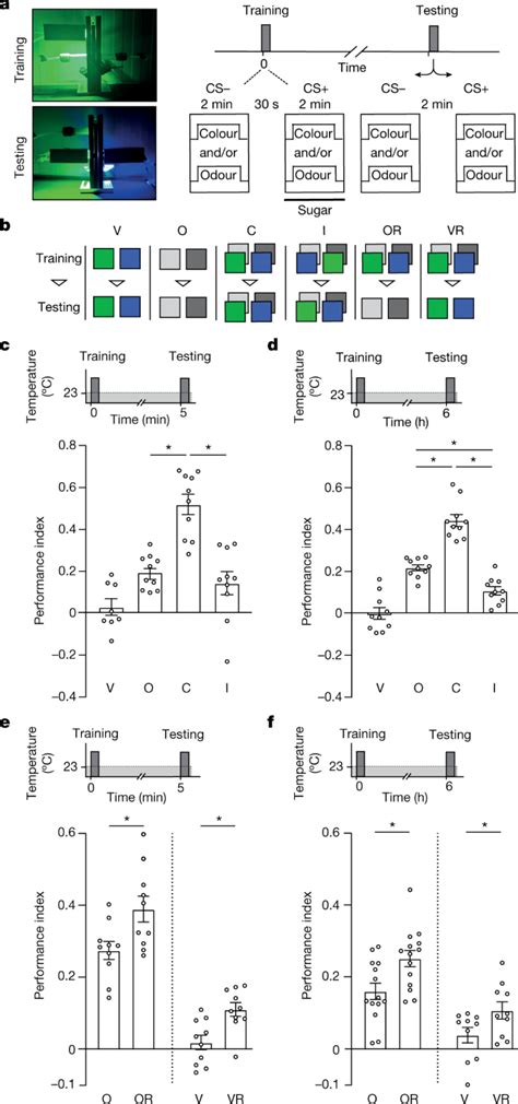 multisensory learning binds neurons into a cross modal memory engram