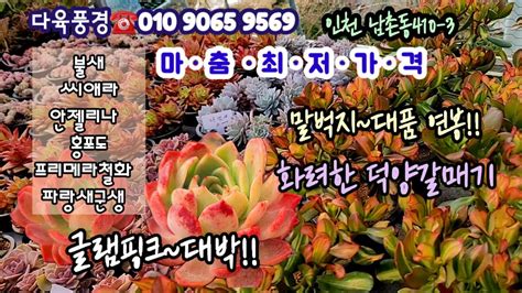 인천다육풍경 군생새상품 새다육 묵둥말벅지~연봉 빛감끝장~글램핑크 수년간다져진~안젤리나 불새다육쇼핑 Youtube