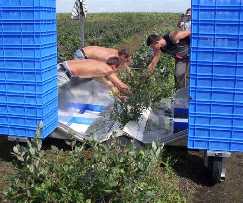 Blueberry Harvester Finefield