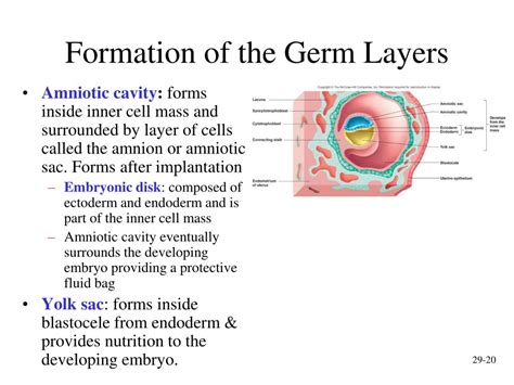 Ppt Chapter 28 Powerpoint Presentation Free Download Id1358926