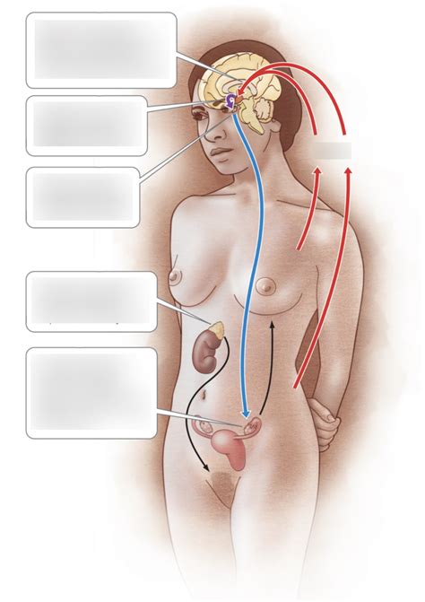 Chapters Lesson Sexuality Across The Lifespan Diagram Quizlet