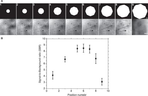 Interference Reflection Microscopy For Label Free Visualization Of Microtubule Dynamics