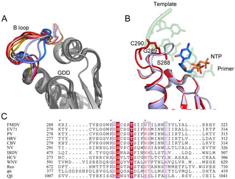Viruses Special Issue Viral Replication Complexes Structures Functions Applications And