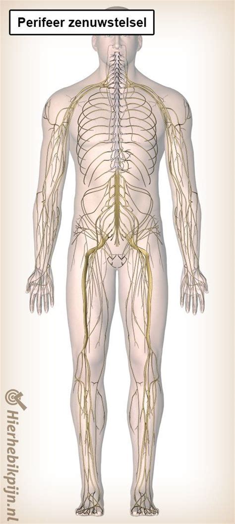 Het Perifeer Zenuwstelsel Is Het Gedeelte Van Het Zenuwstelsel Zijn De Zenuwen Die Uit De