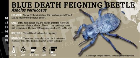 Asbolus Verrucosus Blue Death Feigning Beetle Cards And Enclosure