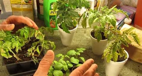 over fertilized tomatoes sos diagnose and fix it now toagriculture