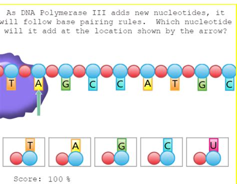Solved As Dna Polymerase Iii Adds New Nucleotides It Will Follow Base