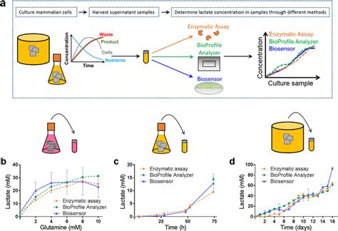 Quantitative Analysis Of Cell Culture Samples Using Lactate Biosensor