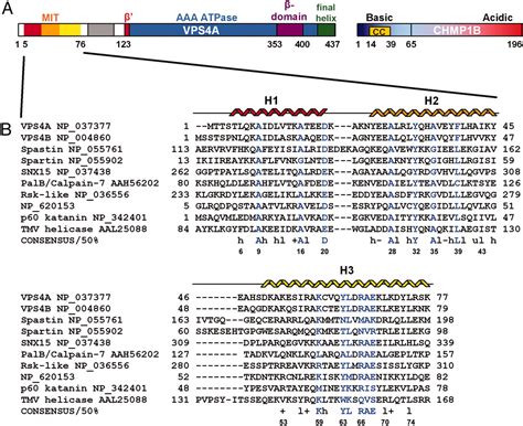 Structure And Escrt Iii Protein Interactions Of The Mit Domain Of Human Vps4a Pnas