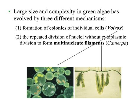 Protists Protists Are Eukaryotes And Thus Are Much More Complex Than The Prokaryotes The First