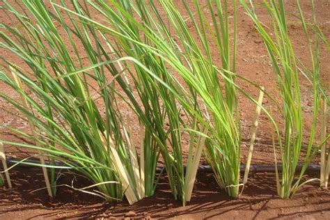 Vetiver Grass Molokai Seed Company