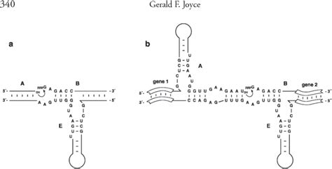 Figure 1 From Self Sustained Evolution Of Rna Semantic Scholar
