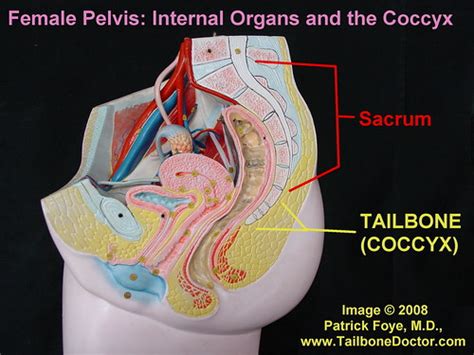 Female Pelvis Tailbone Coccyx This Is A Cross Section Sh Flickr