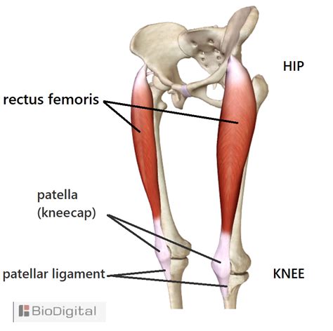 Rectus Femoris Anatomy Muscle Attachments In Detail