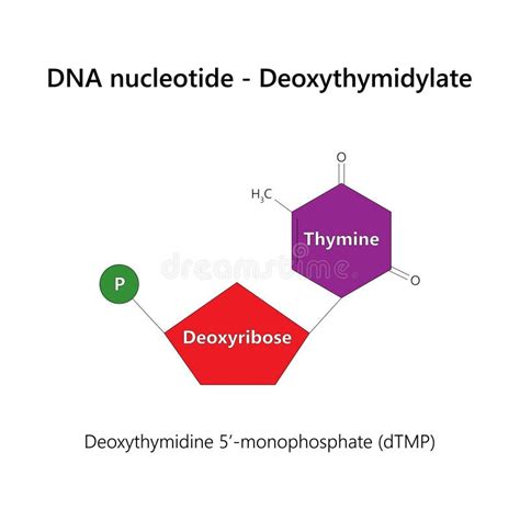 Nitrogenous Base Dna