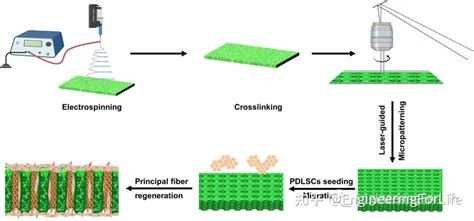 《acs Ami》：3d仿生管状纳米纤维基质引导牙周膜干细胞再生牙周膜纤维 知乎