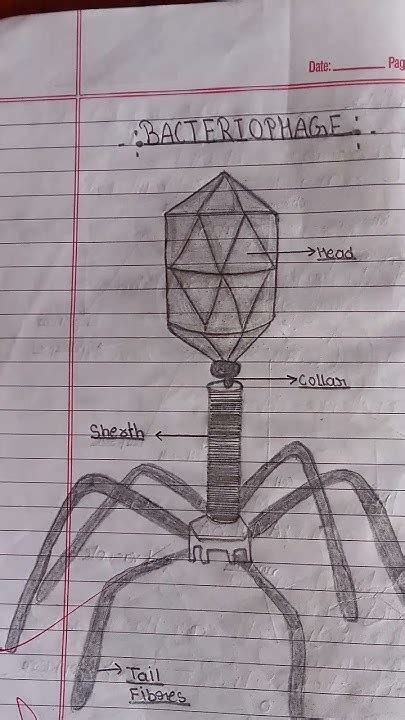 Bacteriophase Biology Youtube Shorts Youtube
