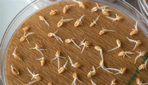 Seed Testing Service In Nashik