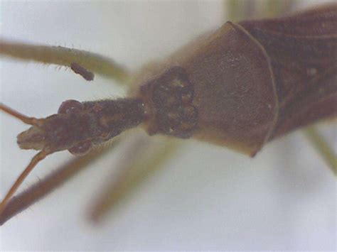 Leafhopper Assassin Bug Zelus Renardii Foothill Sierra Pest Control