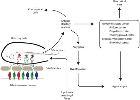 Olfactory Pathway