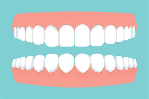 Teeth Clipart Vector Art Icons And Graphics For Free Download