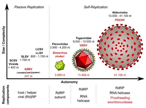 Principles And Applications Of Self Replicating Rna Design Boc Sciences