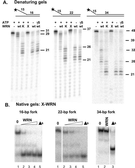Wrn Exonuclease On Forked Duplexes Is Influenced By Wrn Helicase Download Scientific Diagram