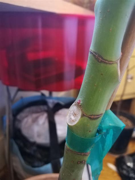 My Ficus Elastica Aborted Most 80 Of Its Leaves Over The Winter Indoors Is This A Sign That