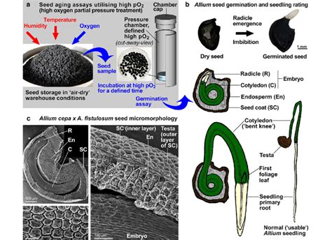 Seed Micromorphology Germination And Ageing Assays For Allium Species