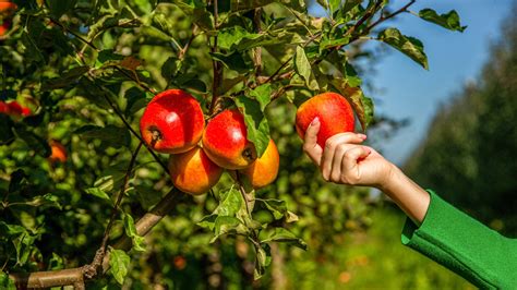 Common Reasons Your Fruit Trees Arent Bearing Fruit