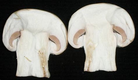 이달부터 급증하는 버섯파리 예방기술 3가지