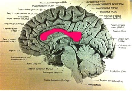 Subcortical Structures Of The Brain And Link To Agression Flashcards