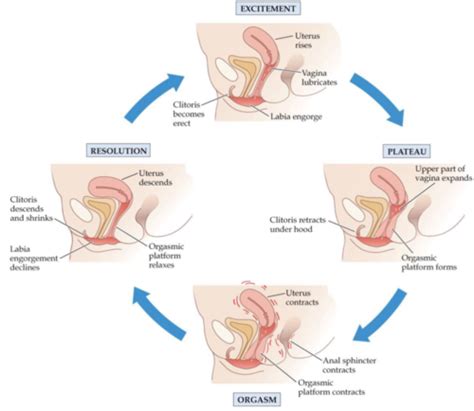 Attraction Arousal Response 5 Flashcards Quizlet