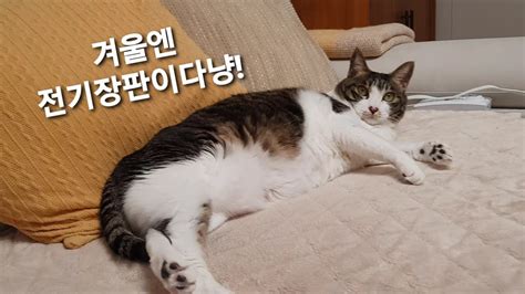 쿠키영상5 고양이브이로그 고양이 고양이야옹 고양이일상 Cat Cat 냥냥 냥스타그램 똥냥이민트루블 Youtube