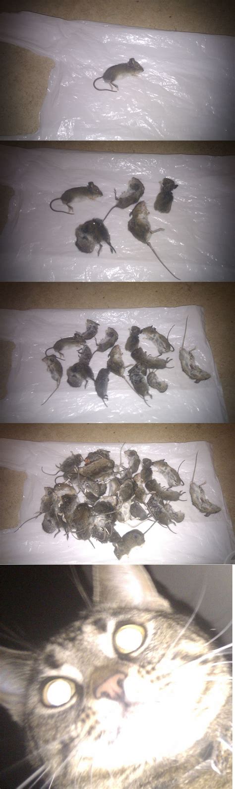 Homepage Funny Posts Pictures And Gifs On JoyReactor Page 1905