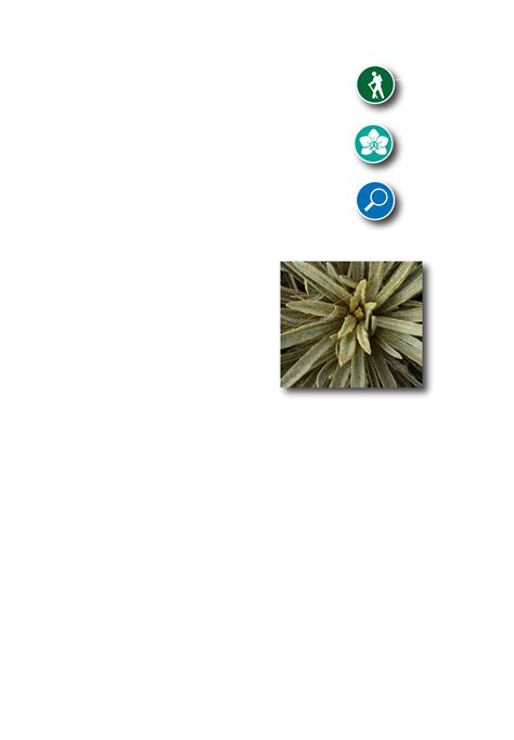 Galeras Parques Nacionales Naturales De Colombia