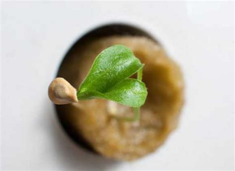 고추 씨앗 파종시기 종류고추 씨앗 발아방법