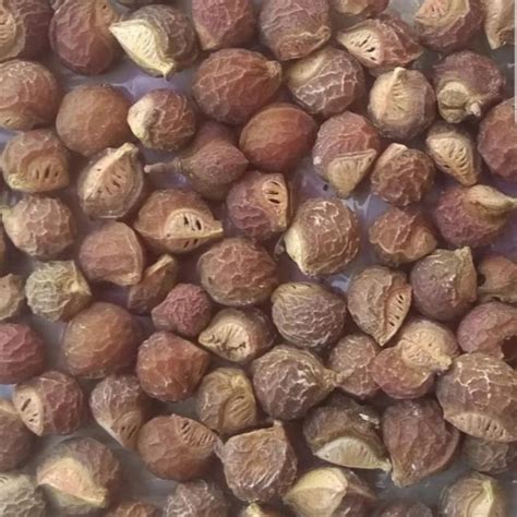 Soap Nut At Rs 60 Kg Dapoli Id 2850542831862