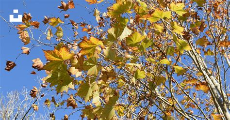 배경에 노란 잎과 푸른 하늘이 있는 나무 사진 Unsplash의 무료 갤스턴 뉴사우스웨일즈 이미지