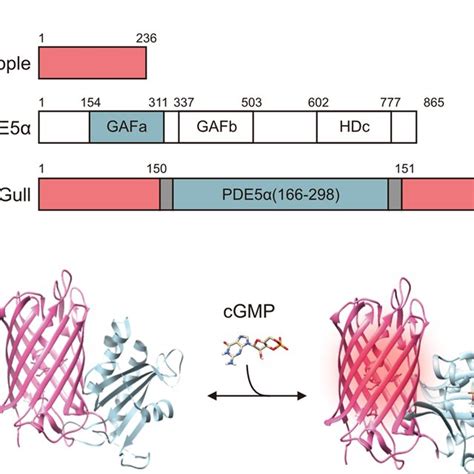 Schematic Representations Of Mapple Mpde5α And Red Cgull A Diagrams Download Scientific