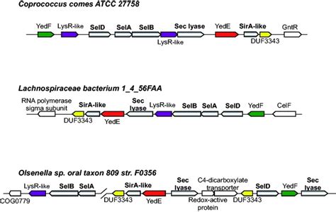 Comparative Genomics Reveals New Candidate Genes Involved In Selenium Metabolism In Prokaryotes
