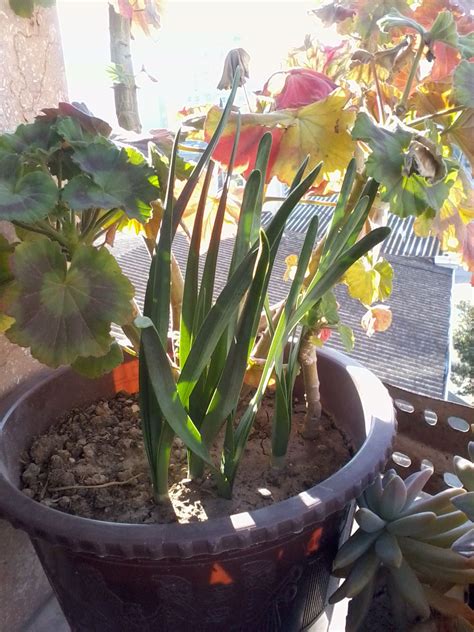 گل نرگس و گل ندادن آن؟