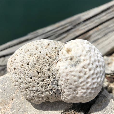 Coral Fossil Geology Caribbean Coral Fossil Detailed Coral Ancient Coral White Coral Fossil