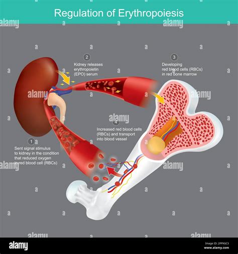 Erythropoese